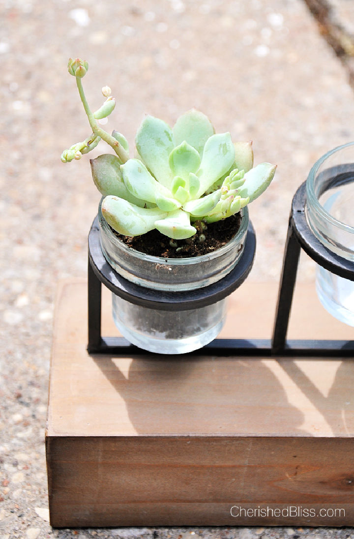 25 DIY Succulent Planter Ideas for Indoor and Outdoor
