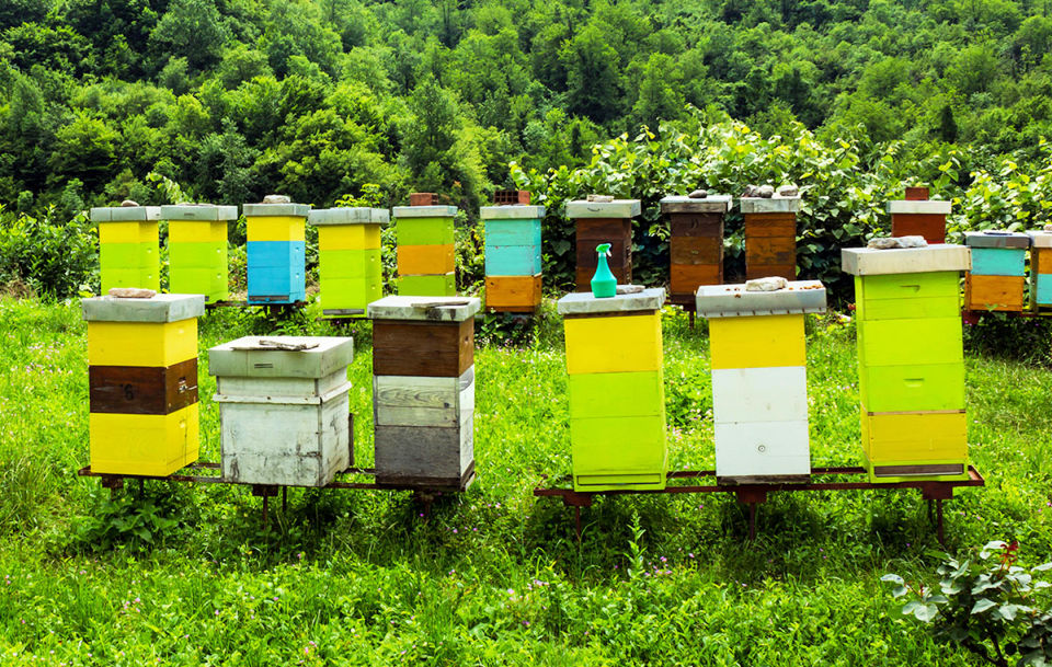 25 Free DIY Beehive Plans to Build Your Own Bee Box