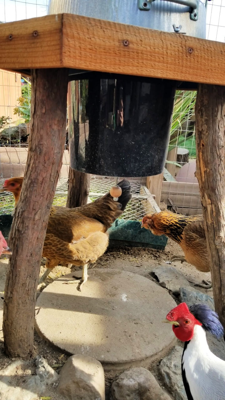 35 Homemade DIY Chicken Feeder Ideas - Suite 101