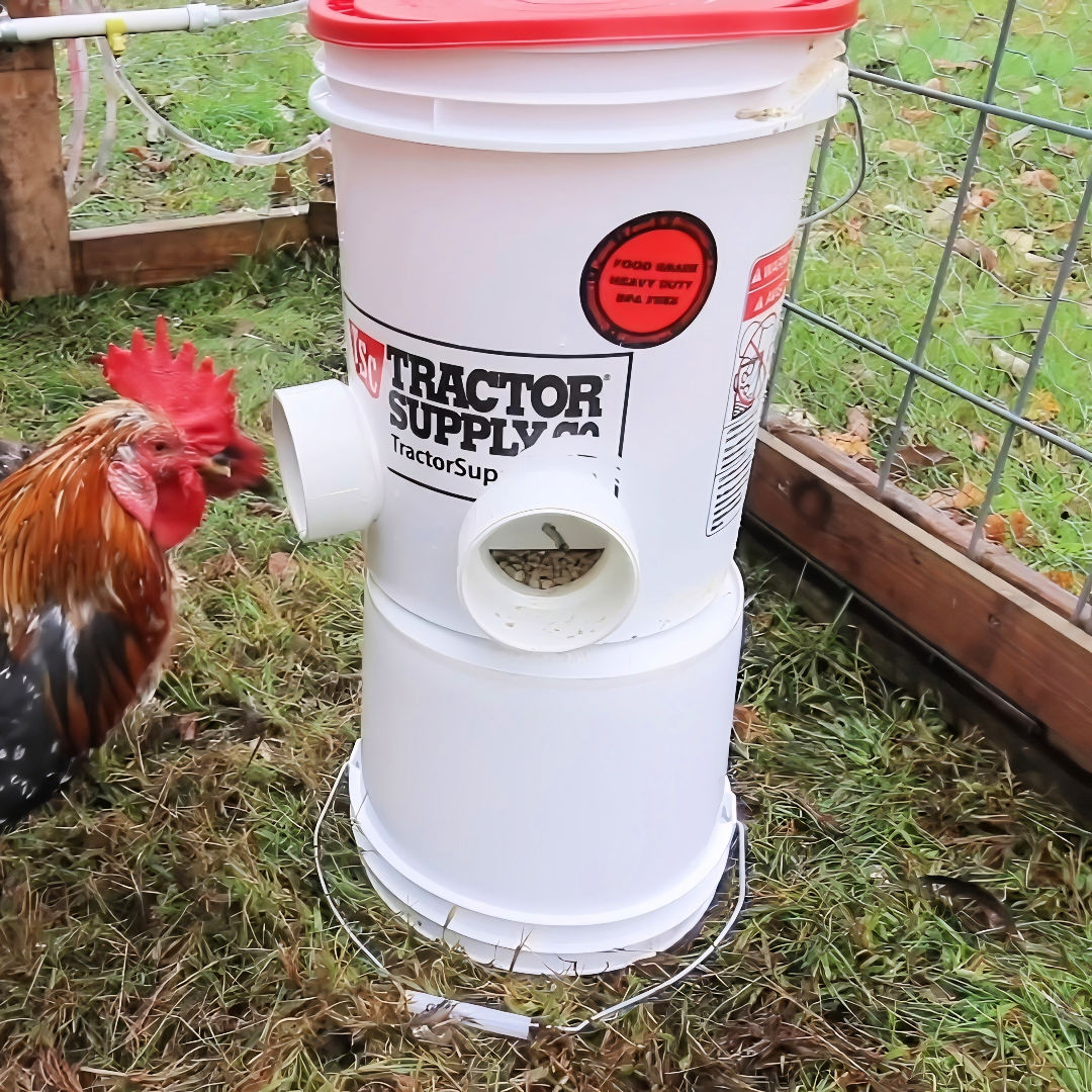 DIY Chicken Feeder for Every Flock