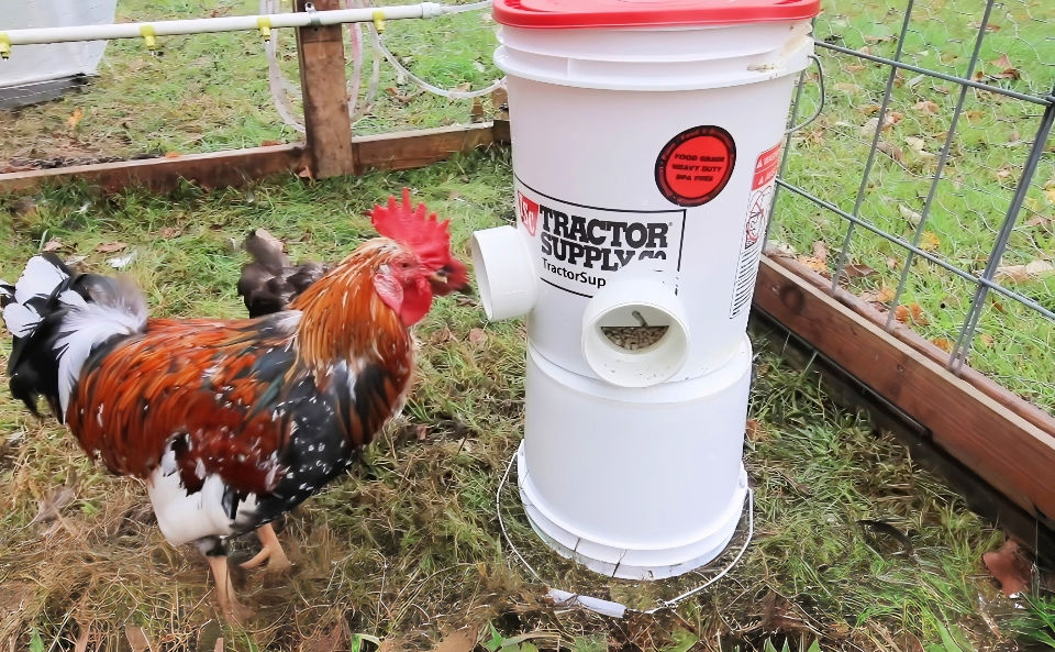 DIY Chicken Feeder for Every Flock