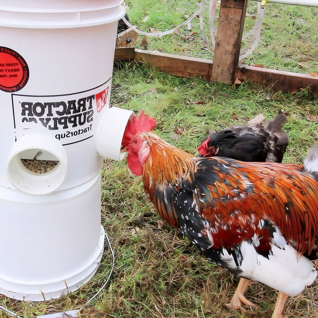 DIY Chicken Feeder for Every Flock